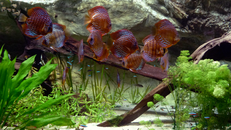 Geek Blogs - Fish Geeks